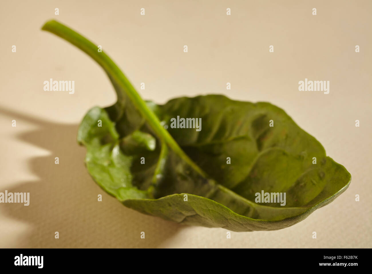 one fresh spinach leaf Stock Photo - Alamy