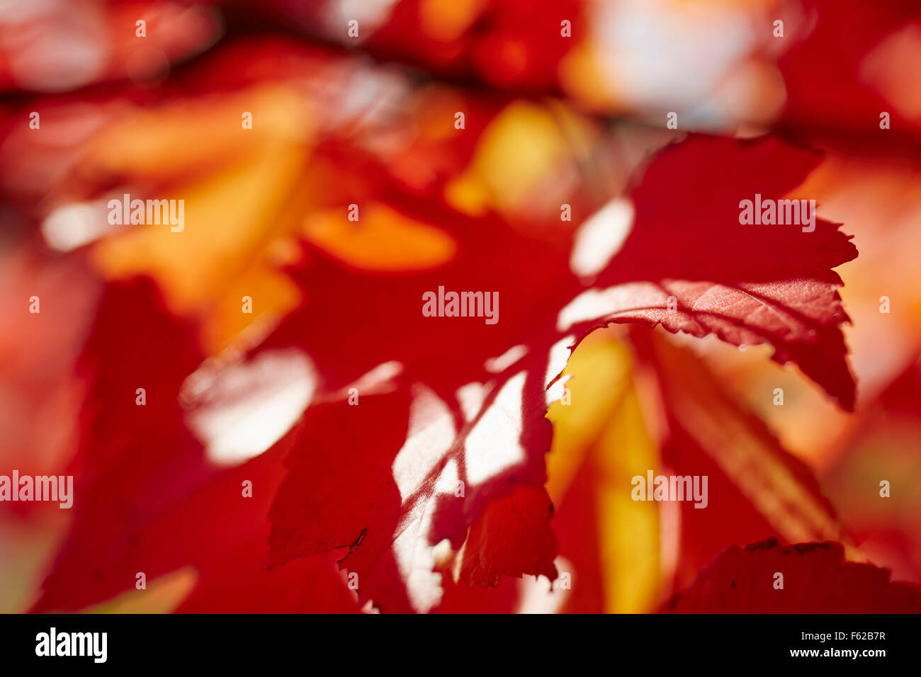American maple leaf hi-res stock photography and images - Alamy
