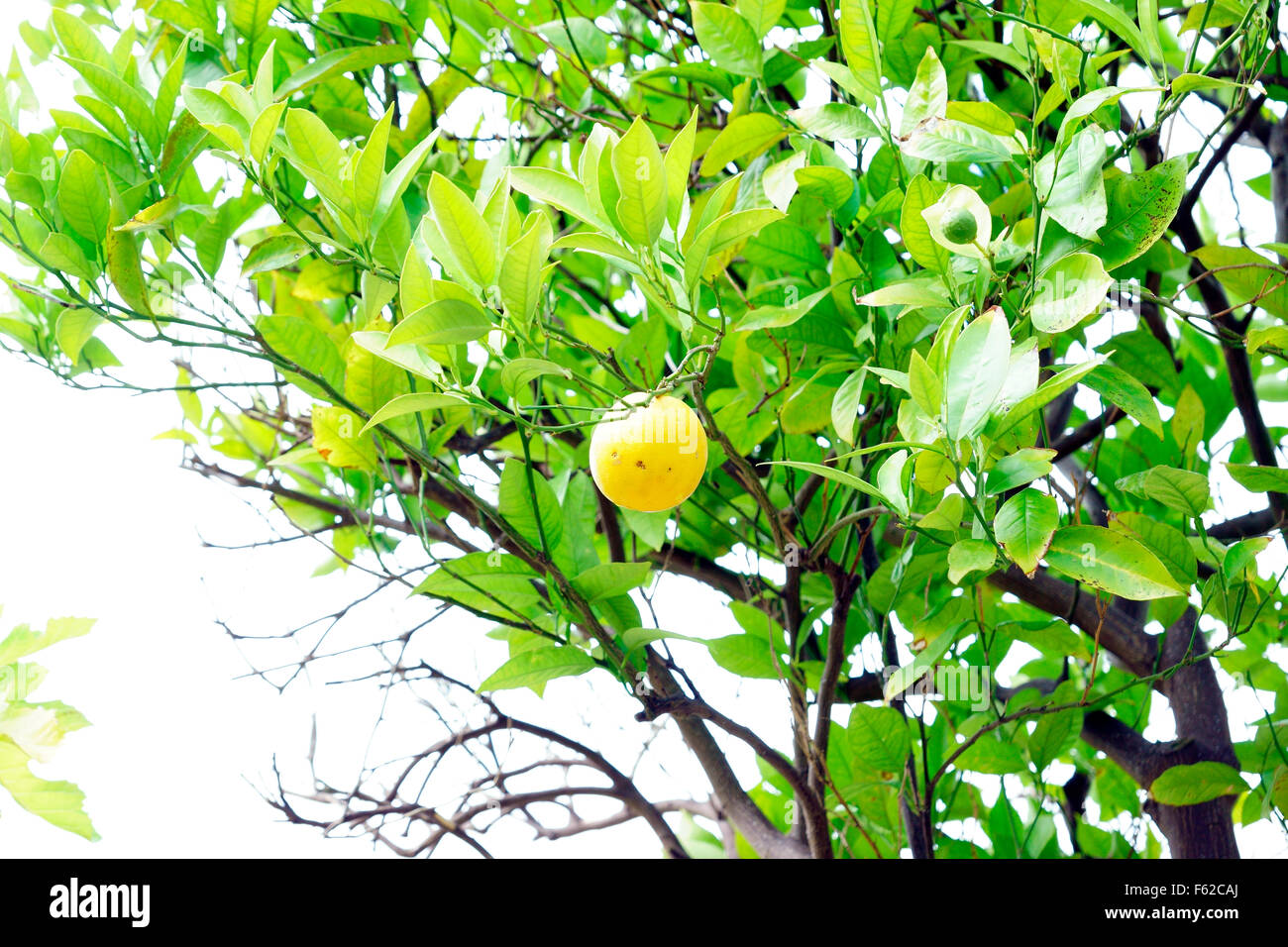 LEMON GROWING ON TREE Stock Photo - Alamy