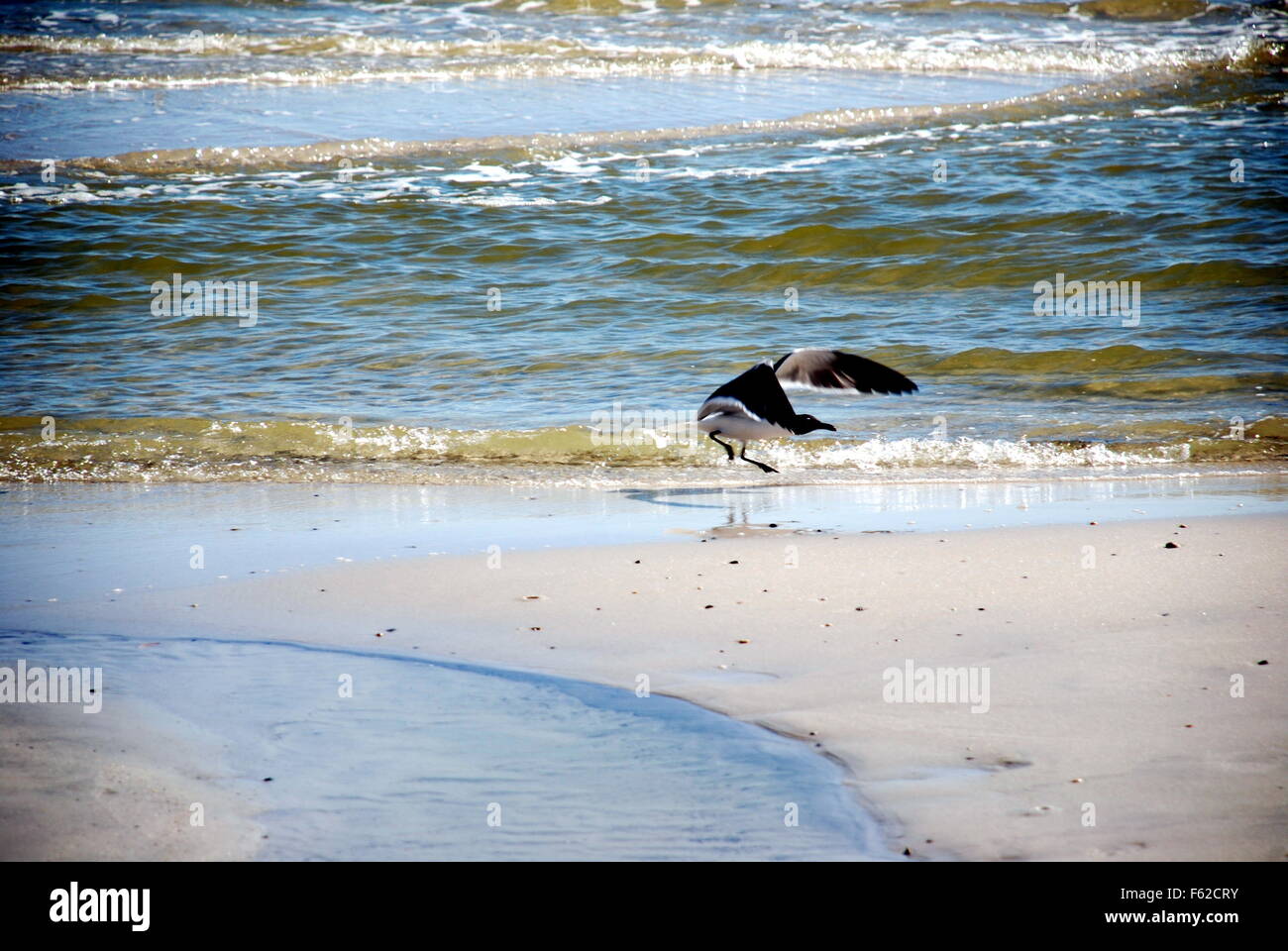 Scared bird hi-res stock photography and images - Alamy