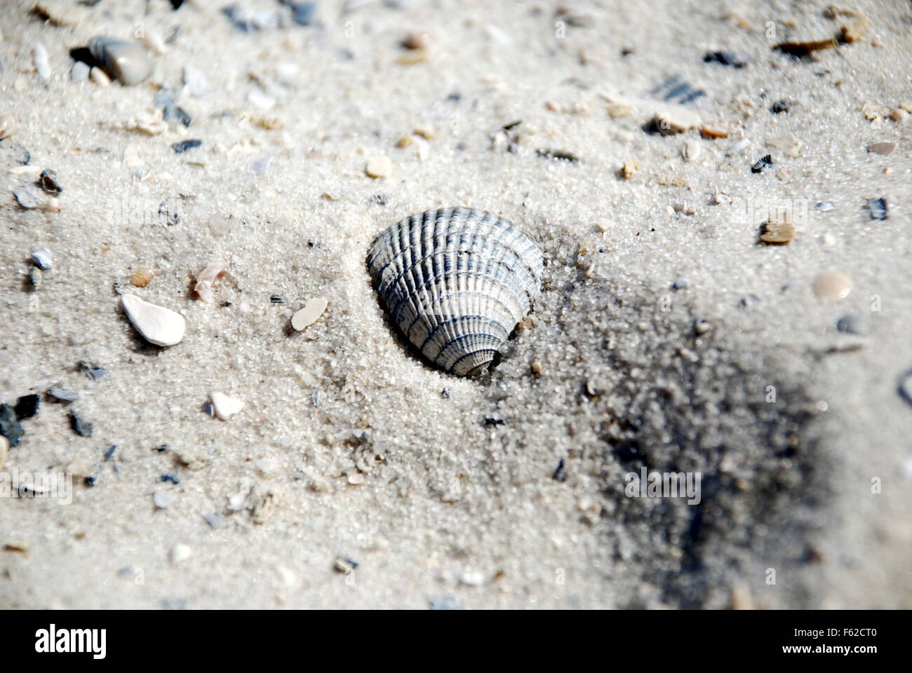 Seashell with lines hi-res stock photography and images - Alamy