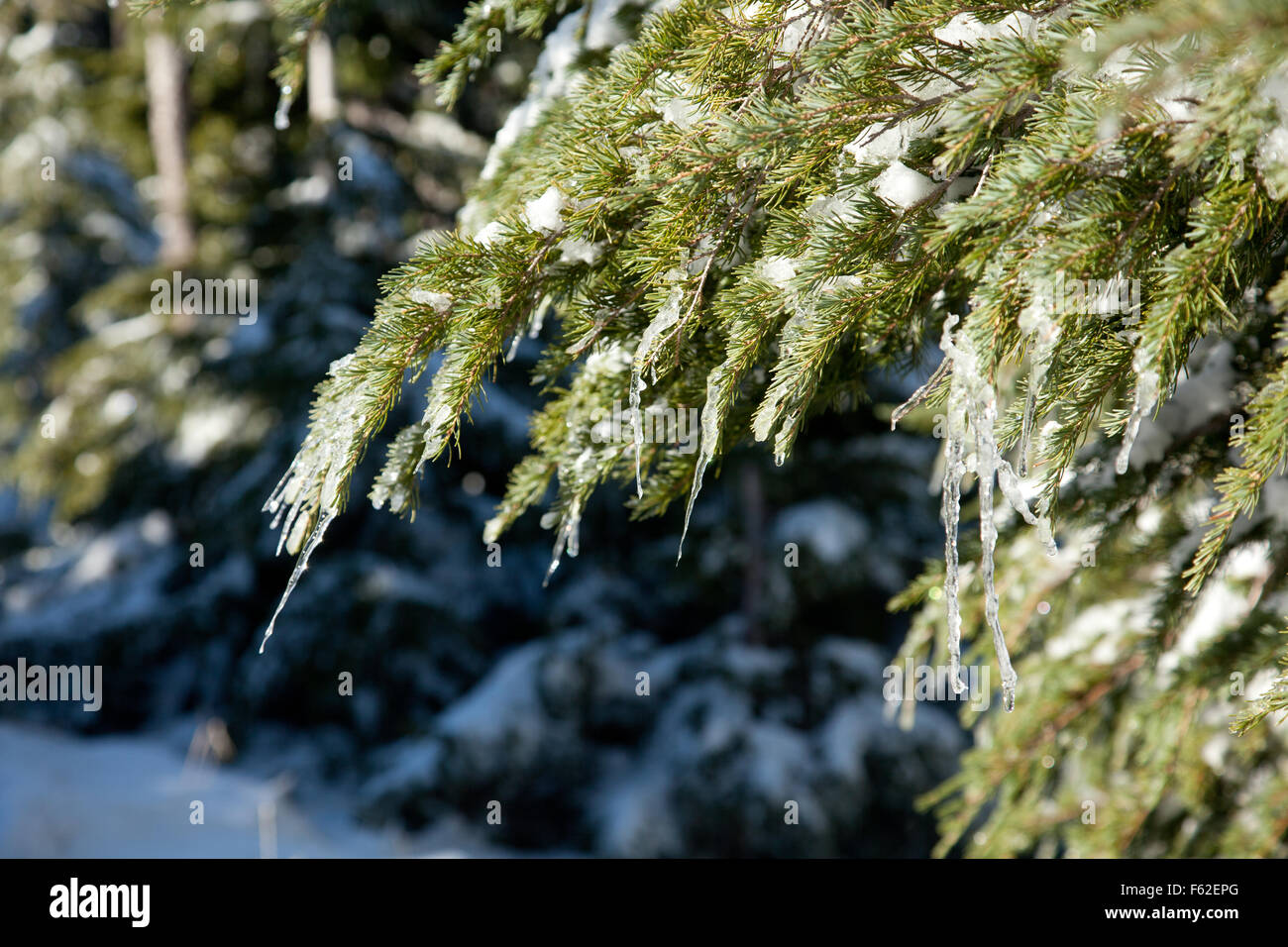 Icicles formed on spruce tree Stock Photo - Alamy