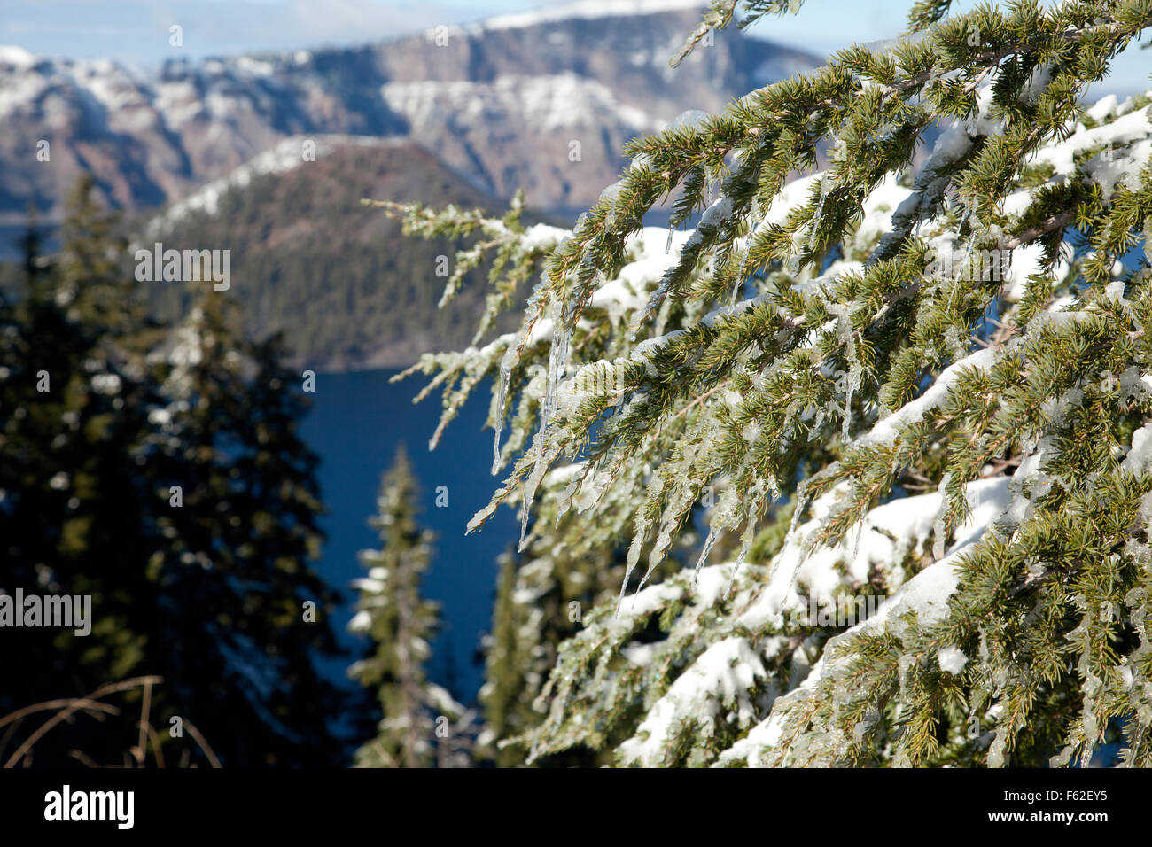 Icicles formed on spruce tree Stock Photo - Alamy