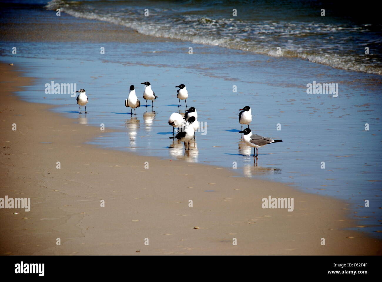 Birds On Beach Stock Photo - Alamy