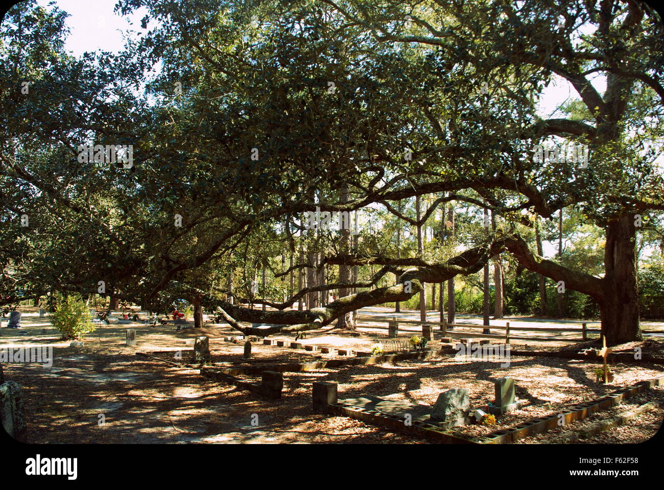 Rip tree hi-res stock photography and images - Alamy