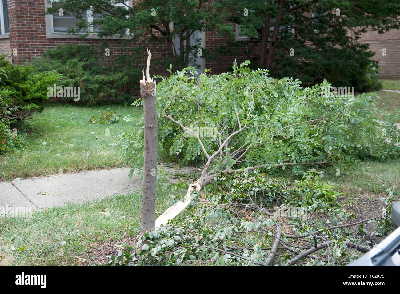 Broken Tree Outdoors Stock Photo - Alamy