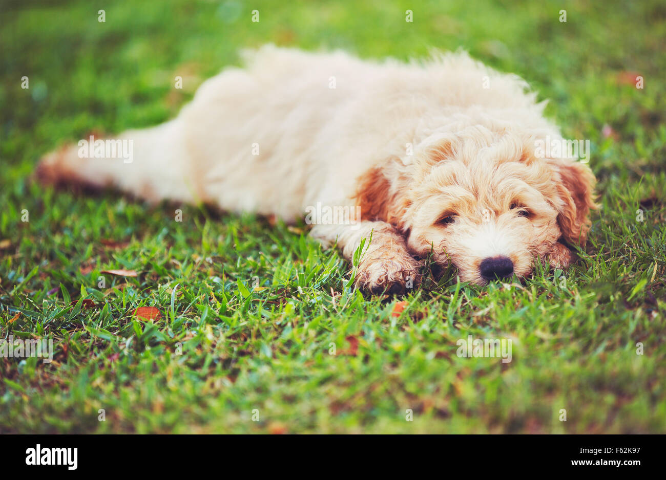 Adorable Cute Puppy Outside in the Yard Stock Photo - Alamy