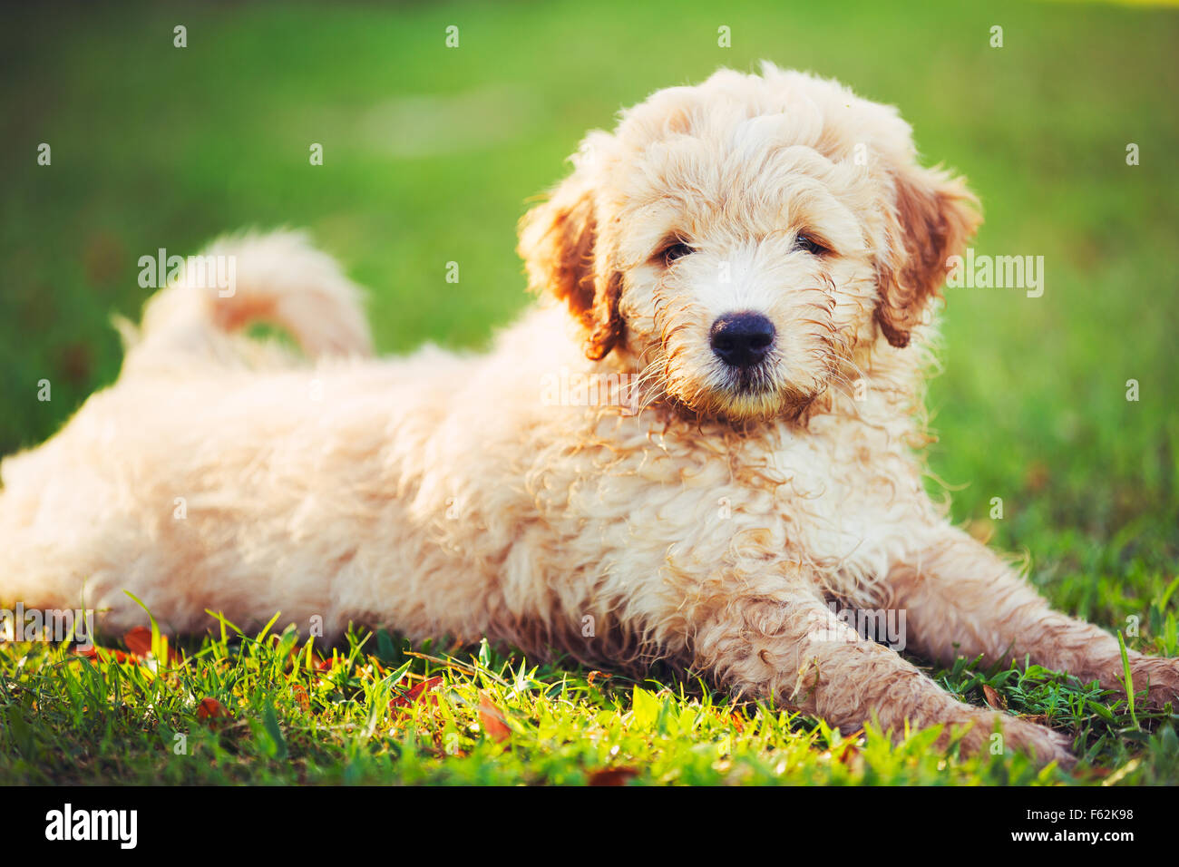 Adorable Cute Puppy Outside in the Yard Stock Photo - Alamy