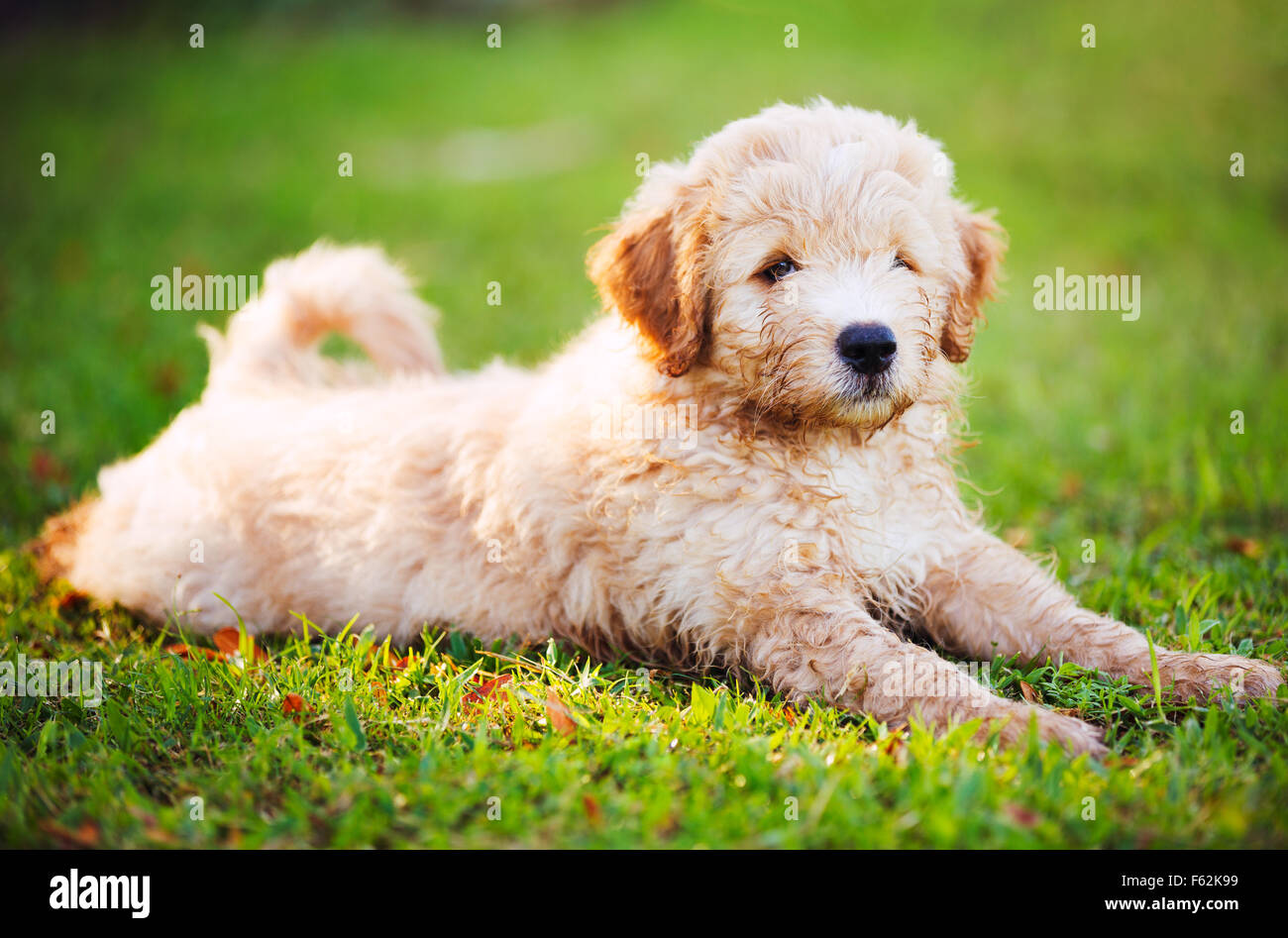 Adorable Cute Puppy Outside in the Yard Stock Photo - Alamy