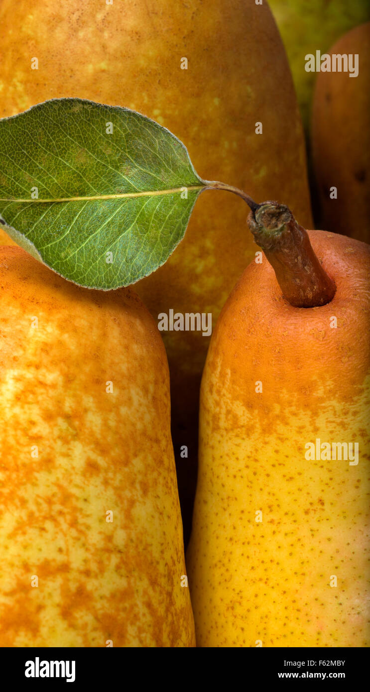 WA10929-00...WASHINGTON - A group of homegrown comice pears Stock Photo ...