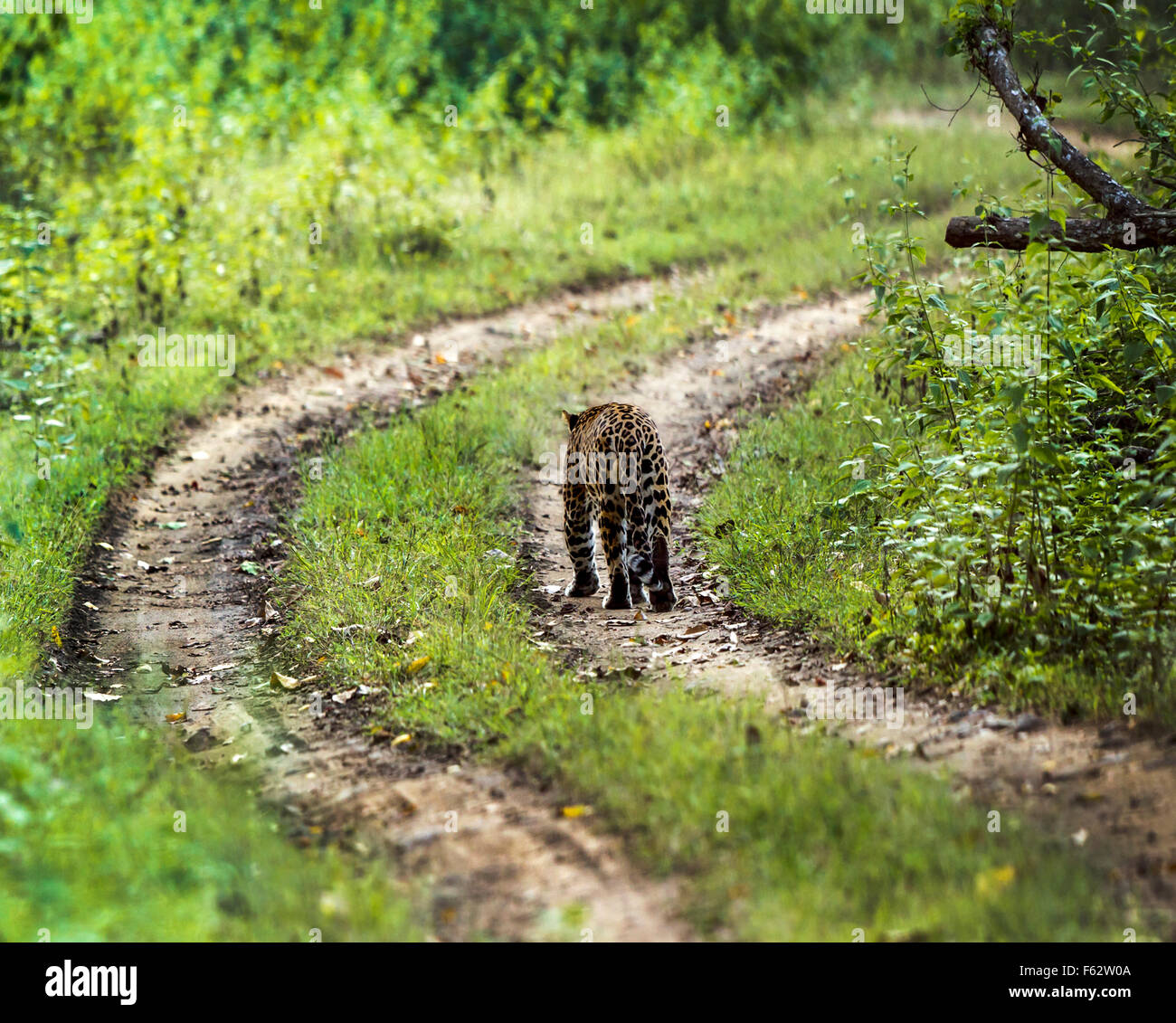 Indian leopard walking in the Kabini reserve forest, Karnataka Stock ...