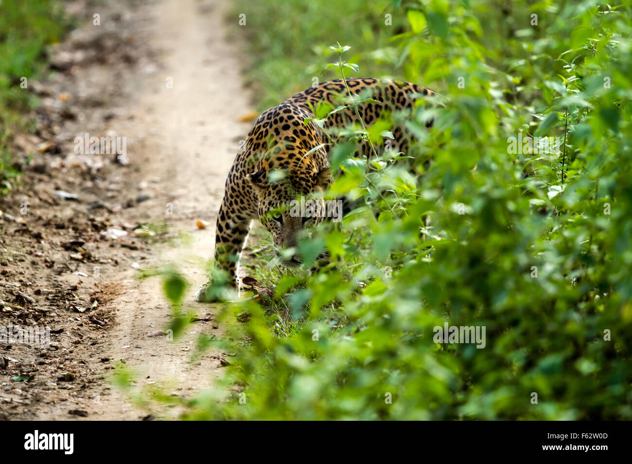 Indian leopard aggressive watching in the Kabini reserve forest ...