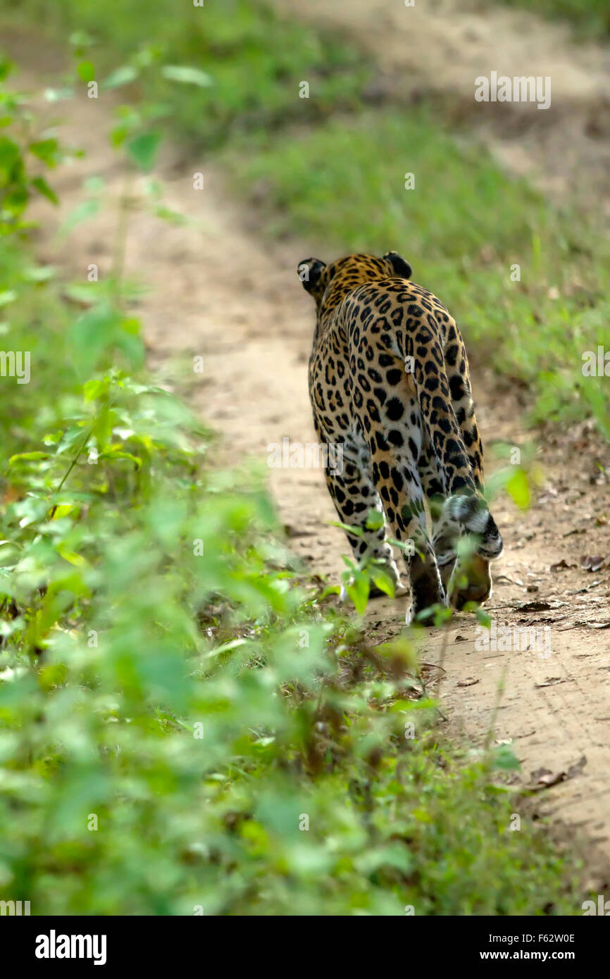Indian leopard walking in the Kabini reserve forest, Karnataka Stock ...