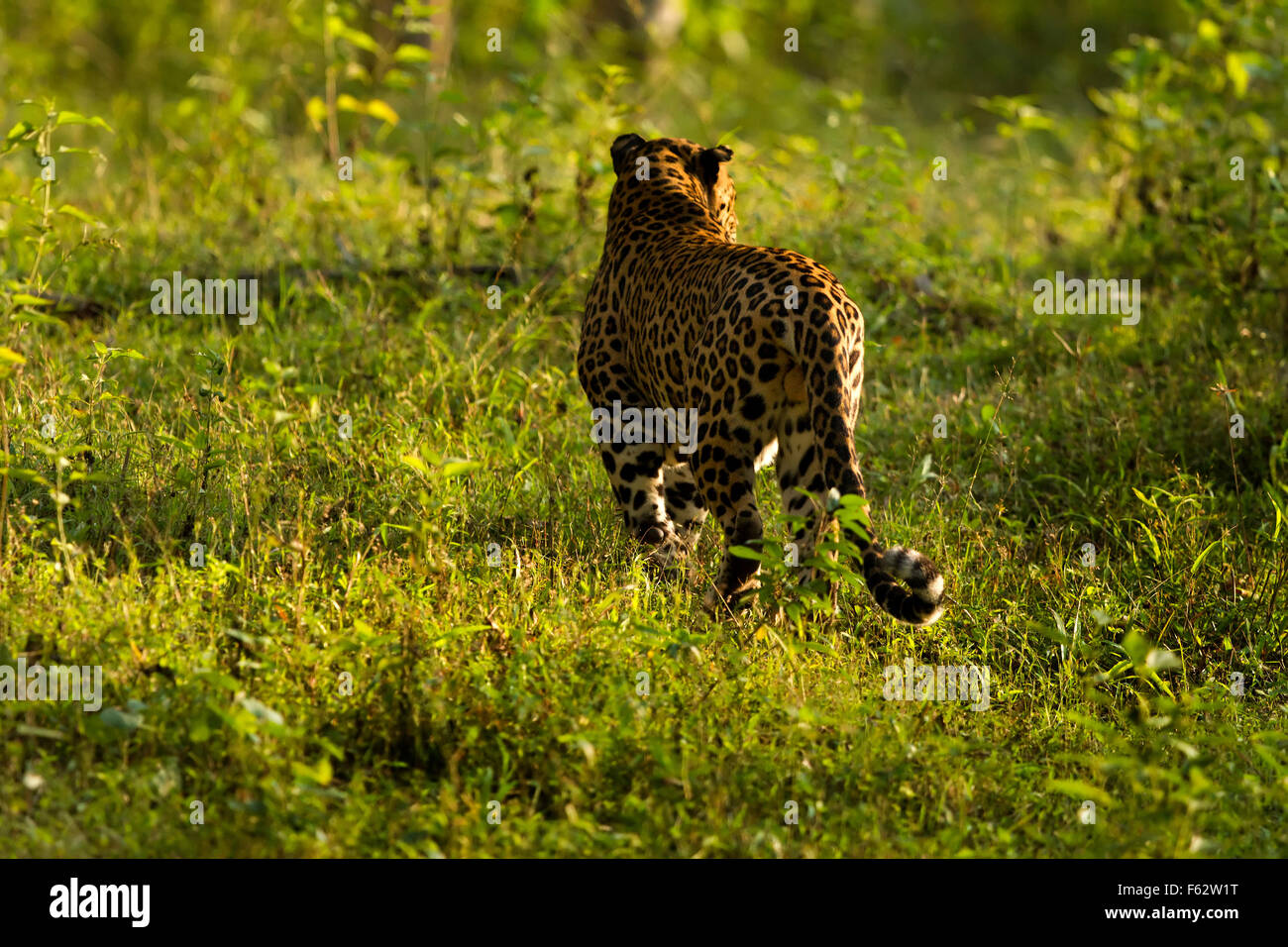 Indian leopard walking in the Kabini reserve forest, Karnataka Stock ...