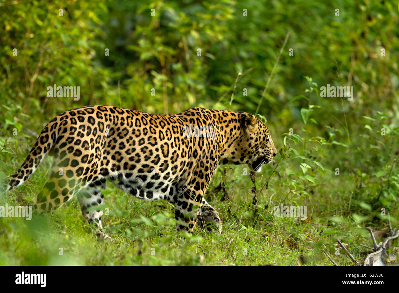 Indian Leopard