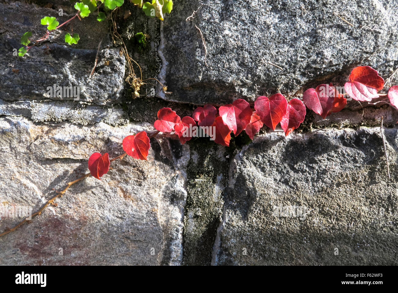 Heart shaped ivy hi-res stock photography and images - Alamy