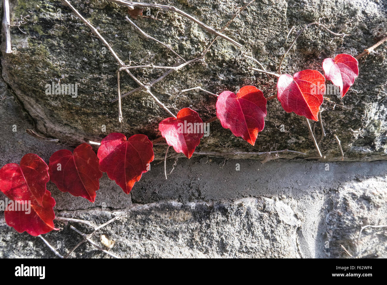 Red Heart-Shaped Ivy in Fall, USA Stock Photo - Alamy