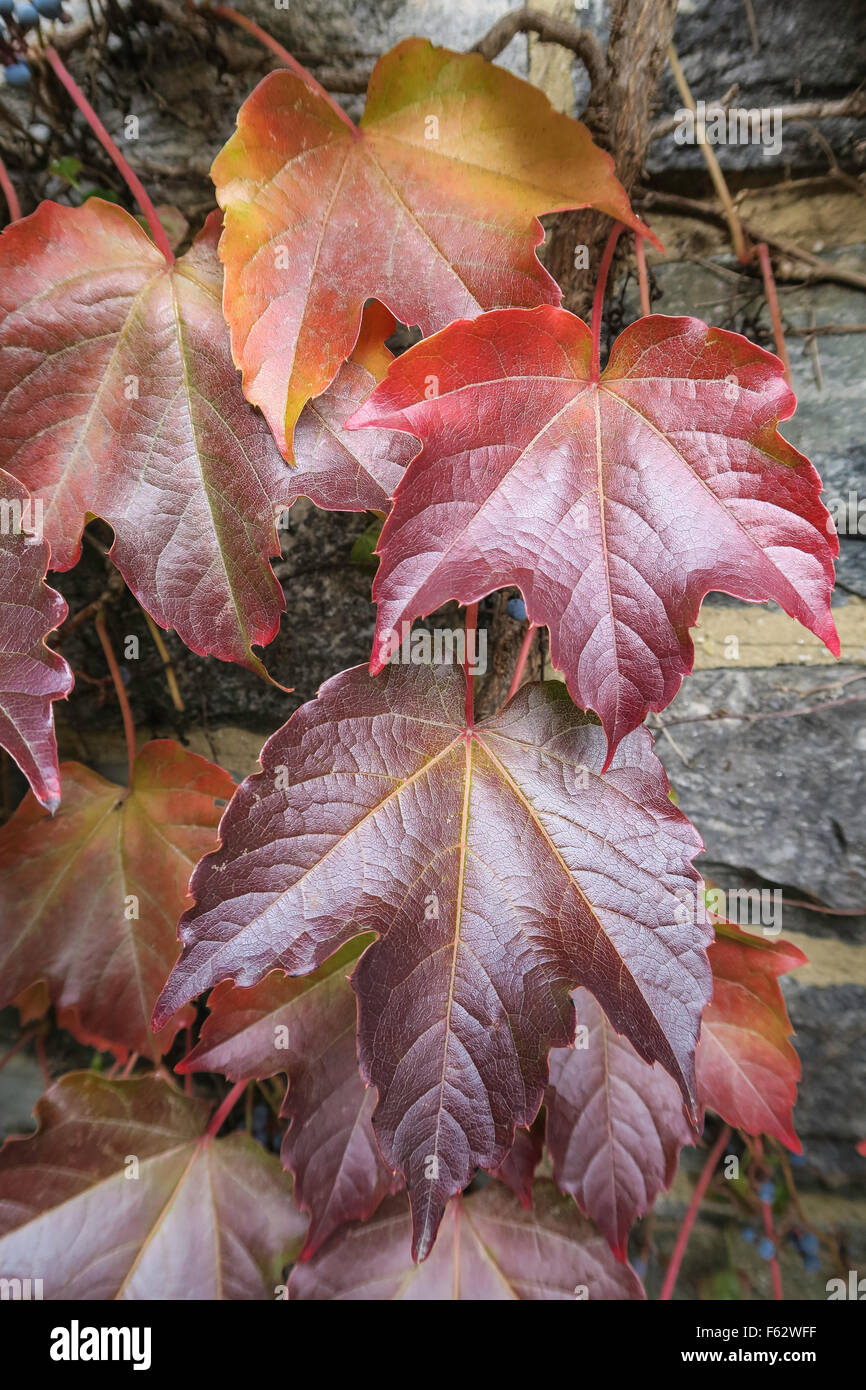 Ivy in Fall, USA Stock Photo - Alamy