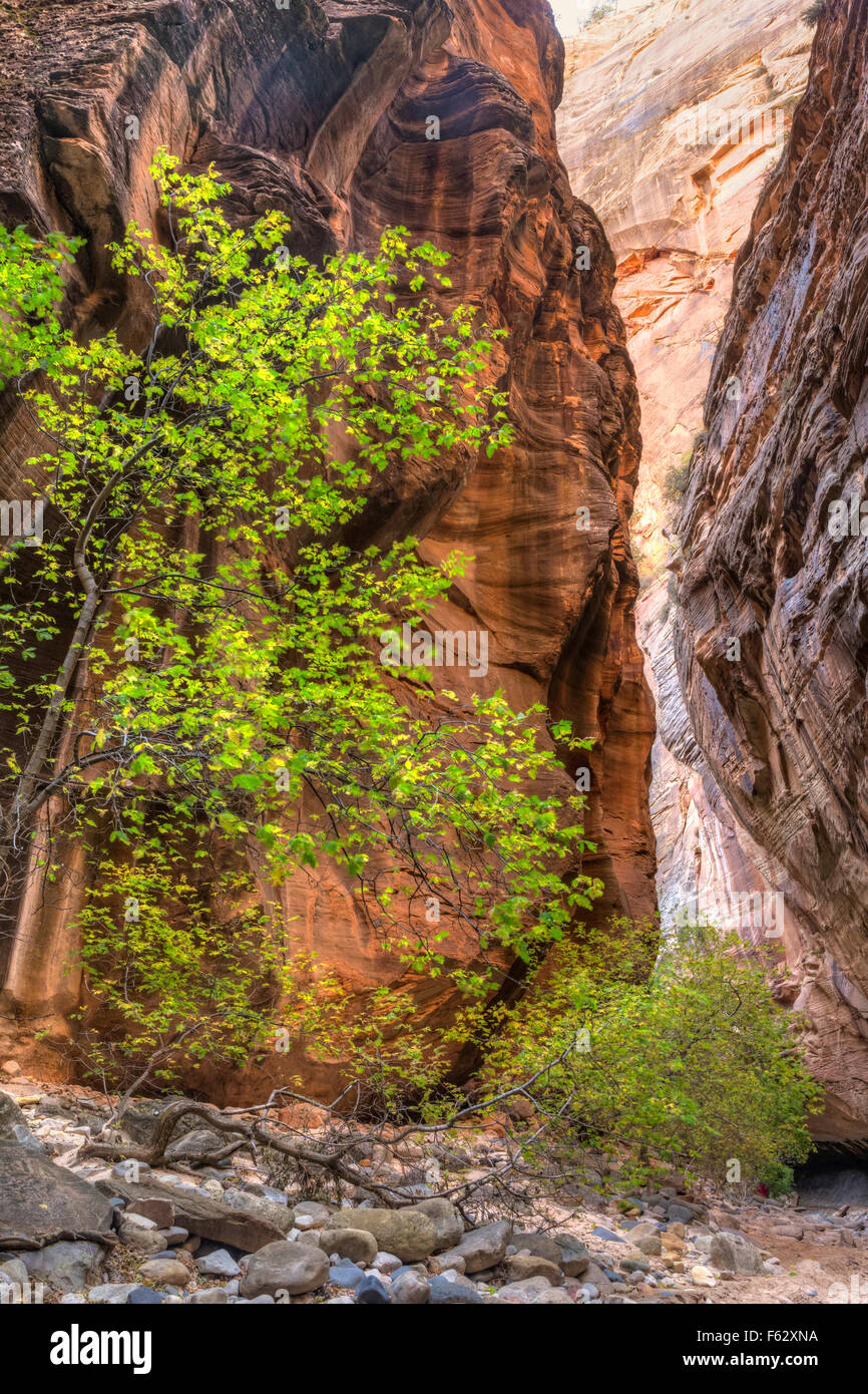 A tree turning yellow silhouetted against a red cliff wall in the ...