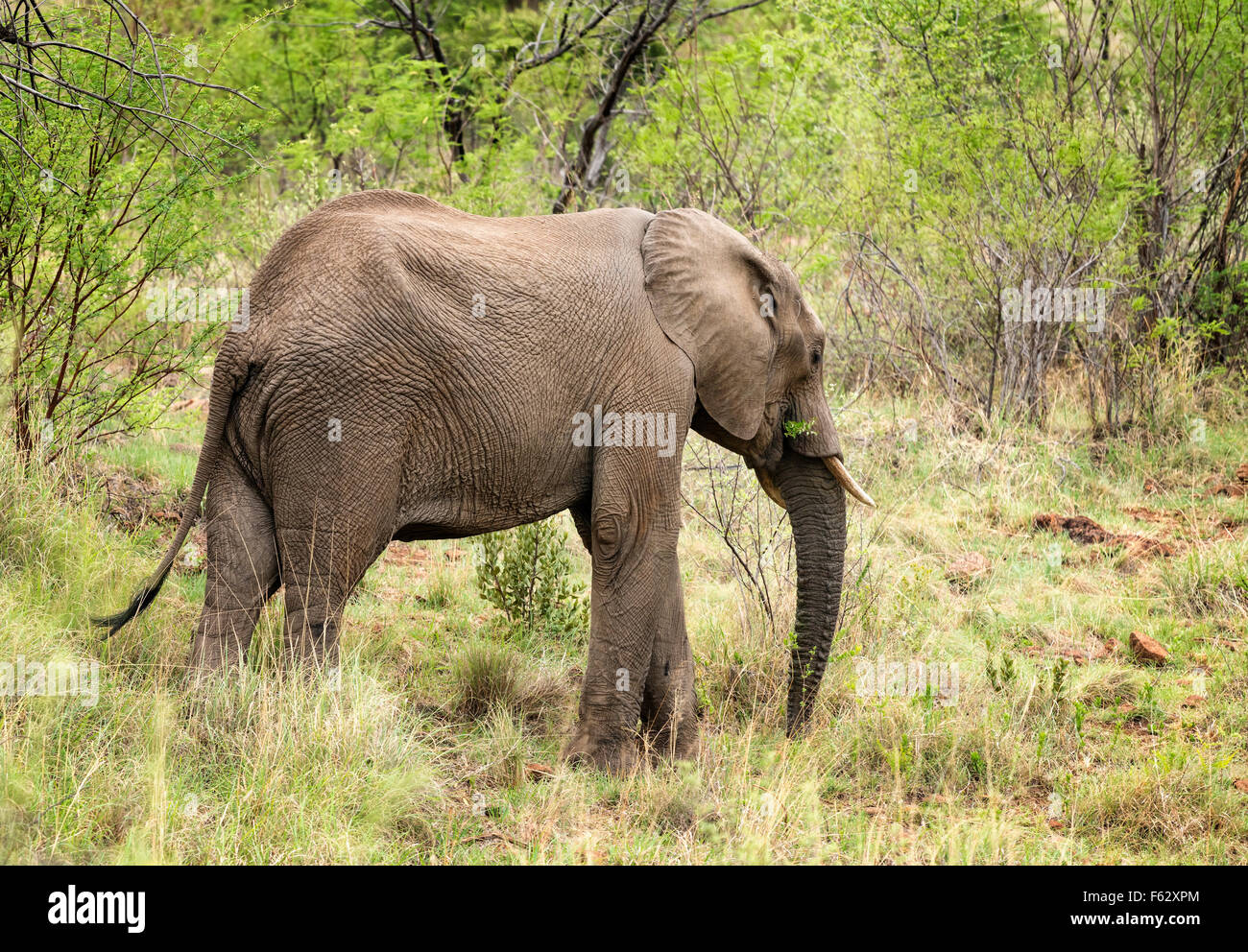 African Elephant feeding Stock Photo - Alamy