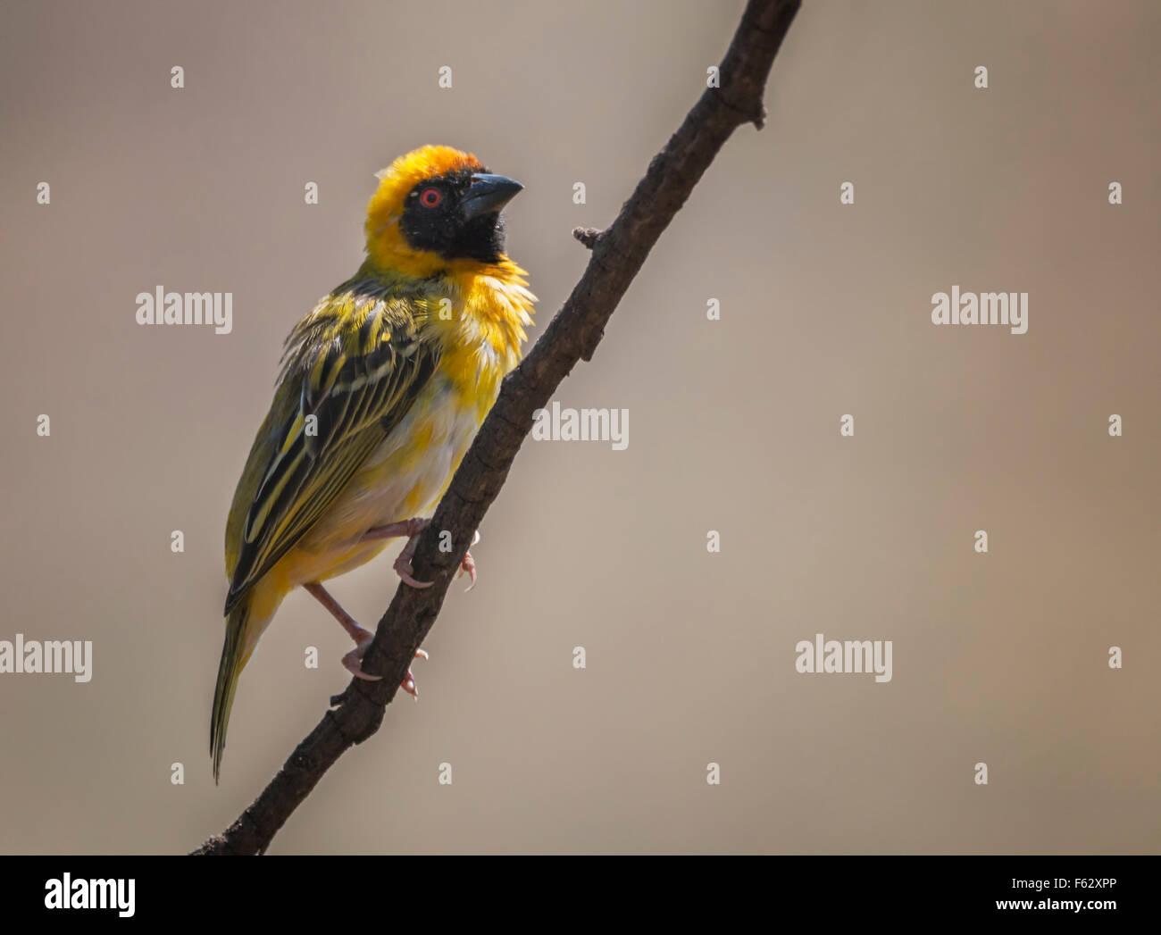 Yellow Weaver Finch Stock Photo - Alamy