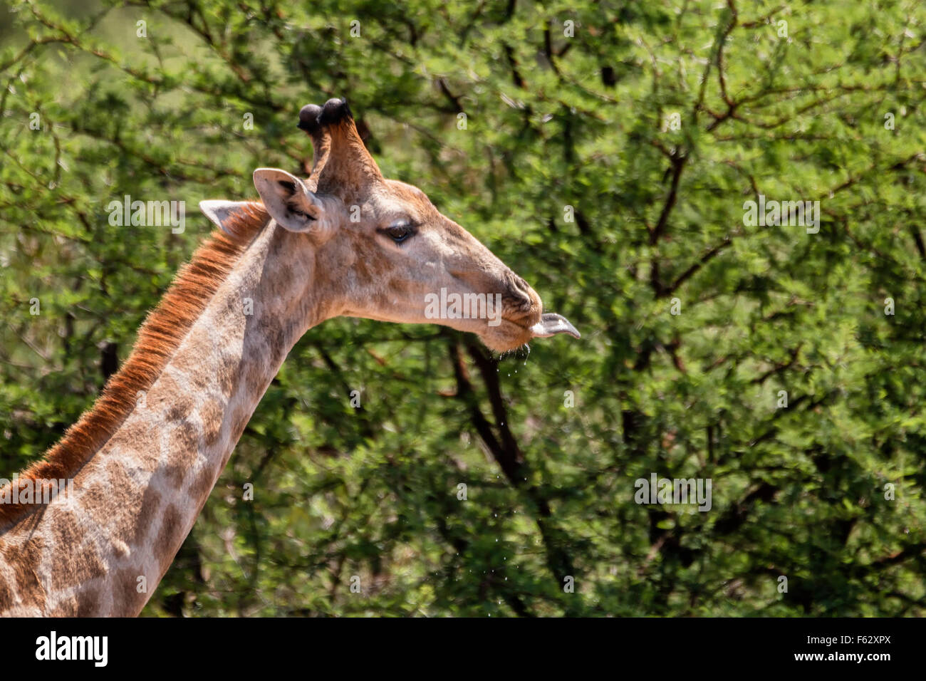 Sticking out its tong hi-res stock photography and images - Alamy