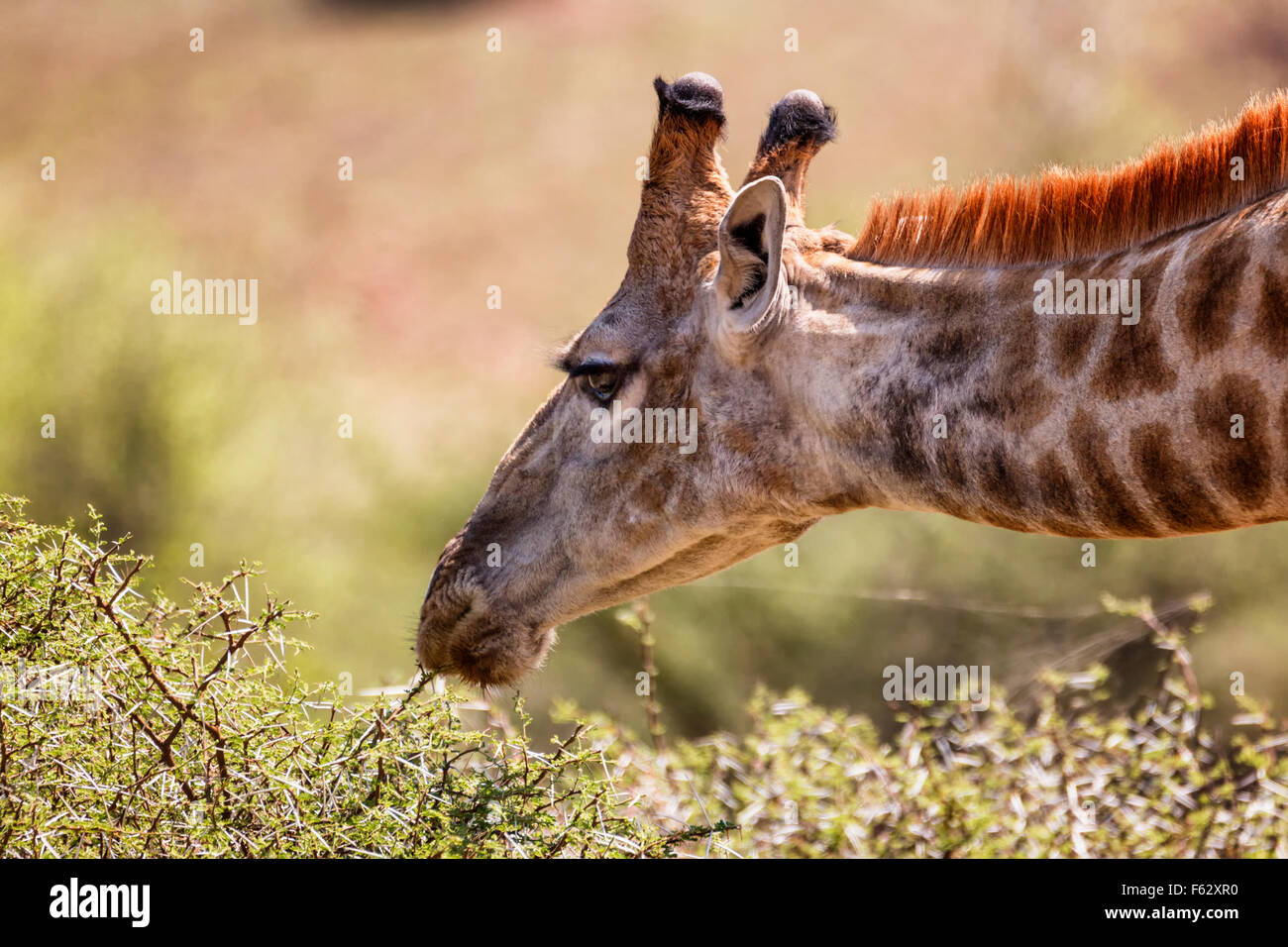 Feeding giraffe hi-res stock photography and images - Alamy