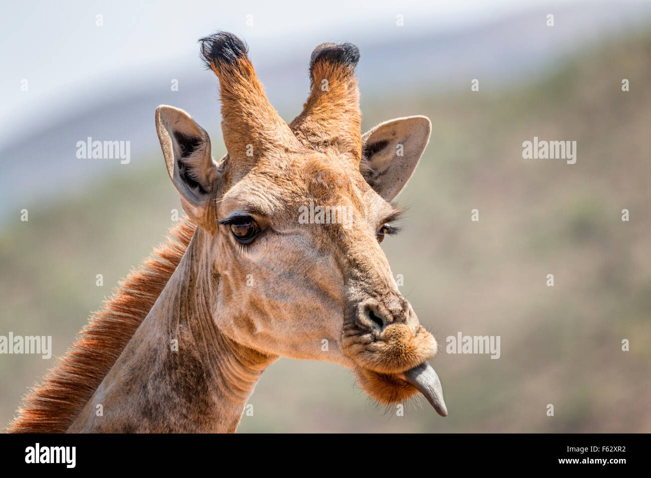 Sticking her tong out hi-res stock photography and images - Alamy