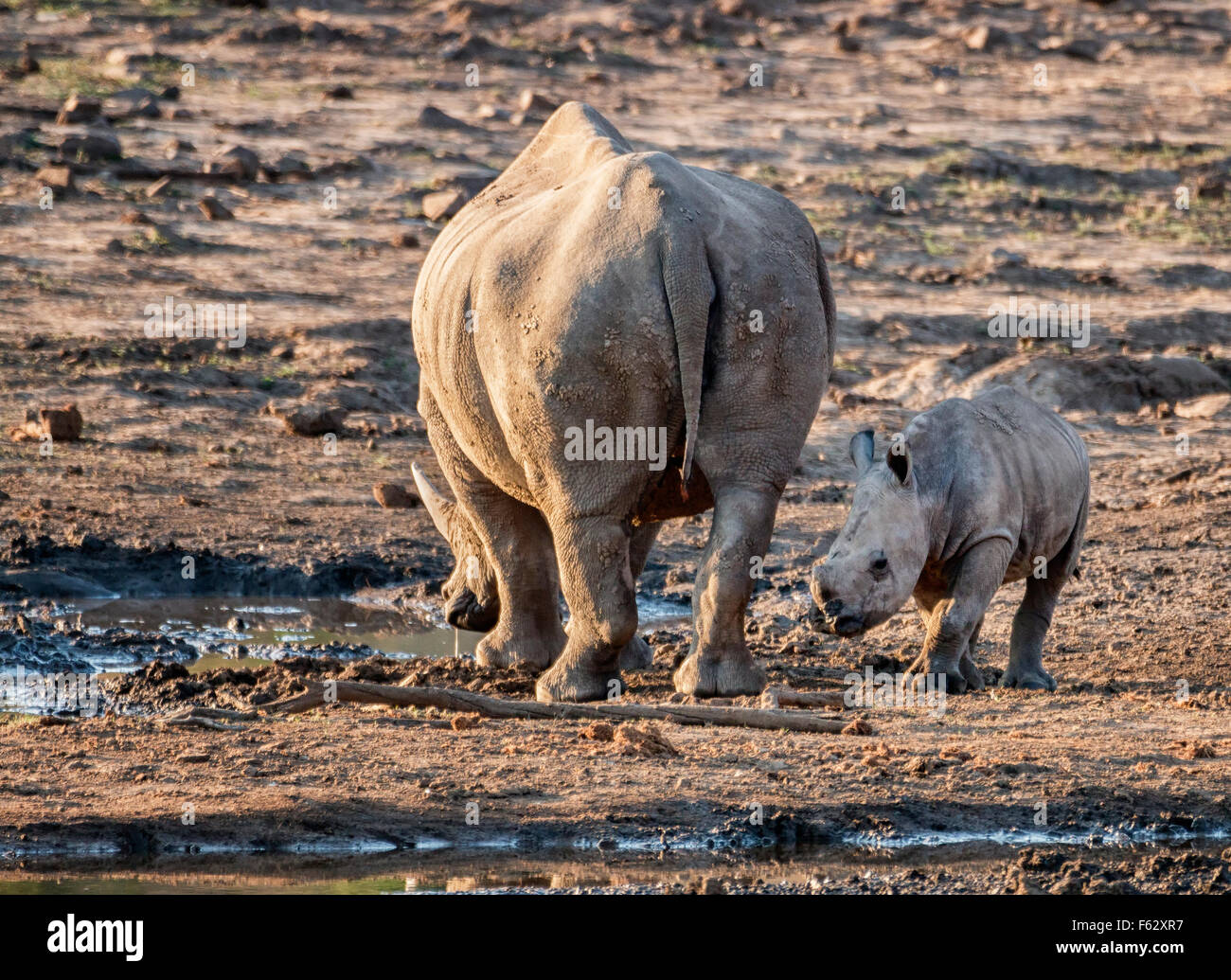 Rhino mom and baby drinking Stock Photo - Alamy