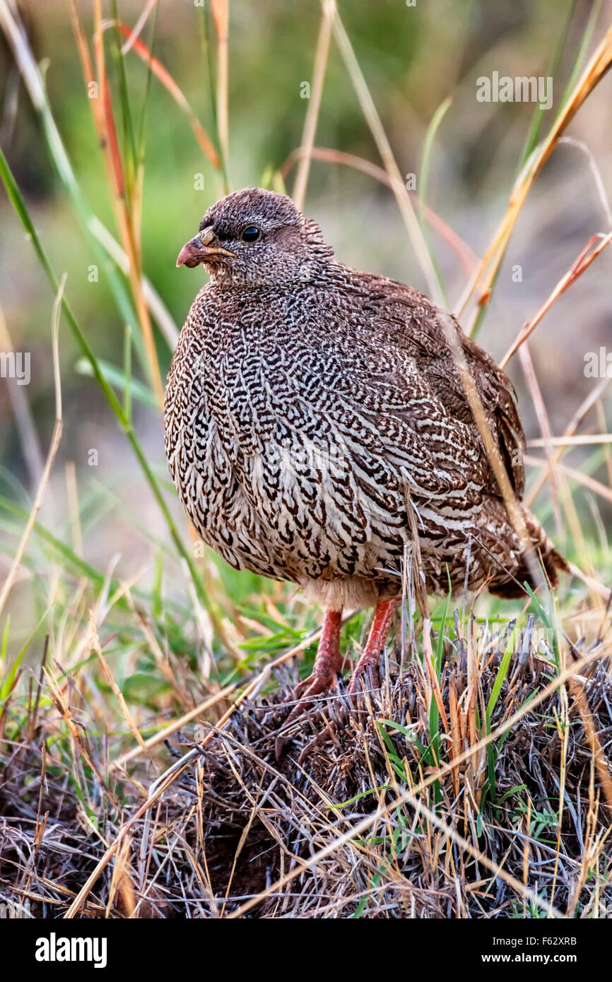 Franklin Francolin bird Stock Photo - Alamy