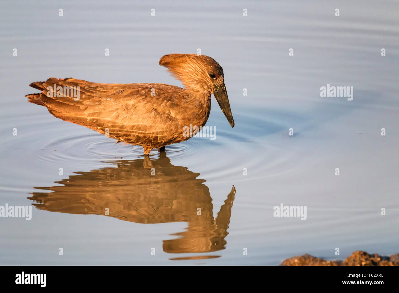 African Hammer Head Bird Stock Photo - Alamy