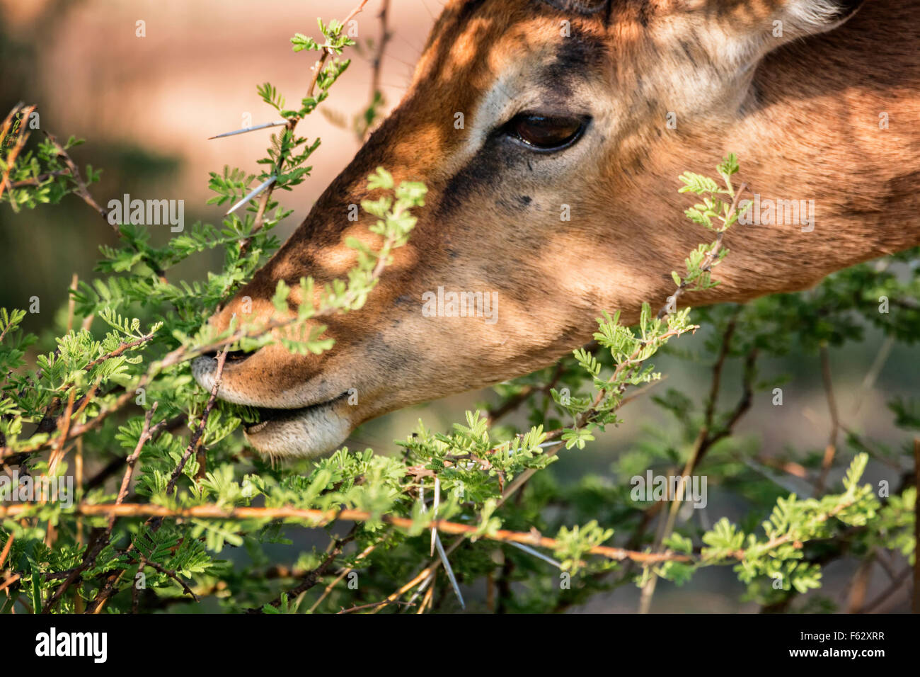 Impala eating green leaves Stock Photo - Alamy