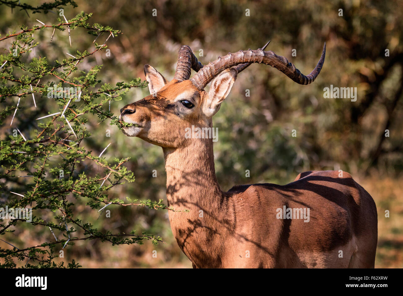 Ram eating hi-res stock photography and images - Alamy