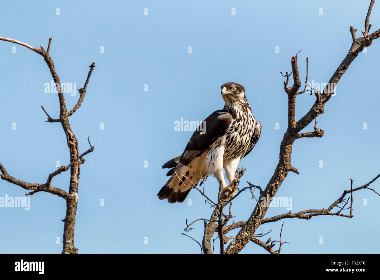 African hawk eagle hi-res stock photography and images - Alamy