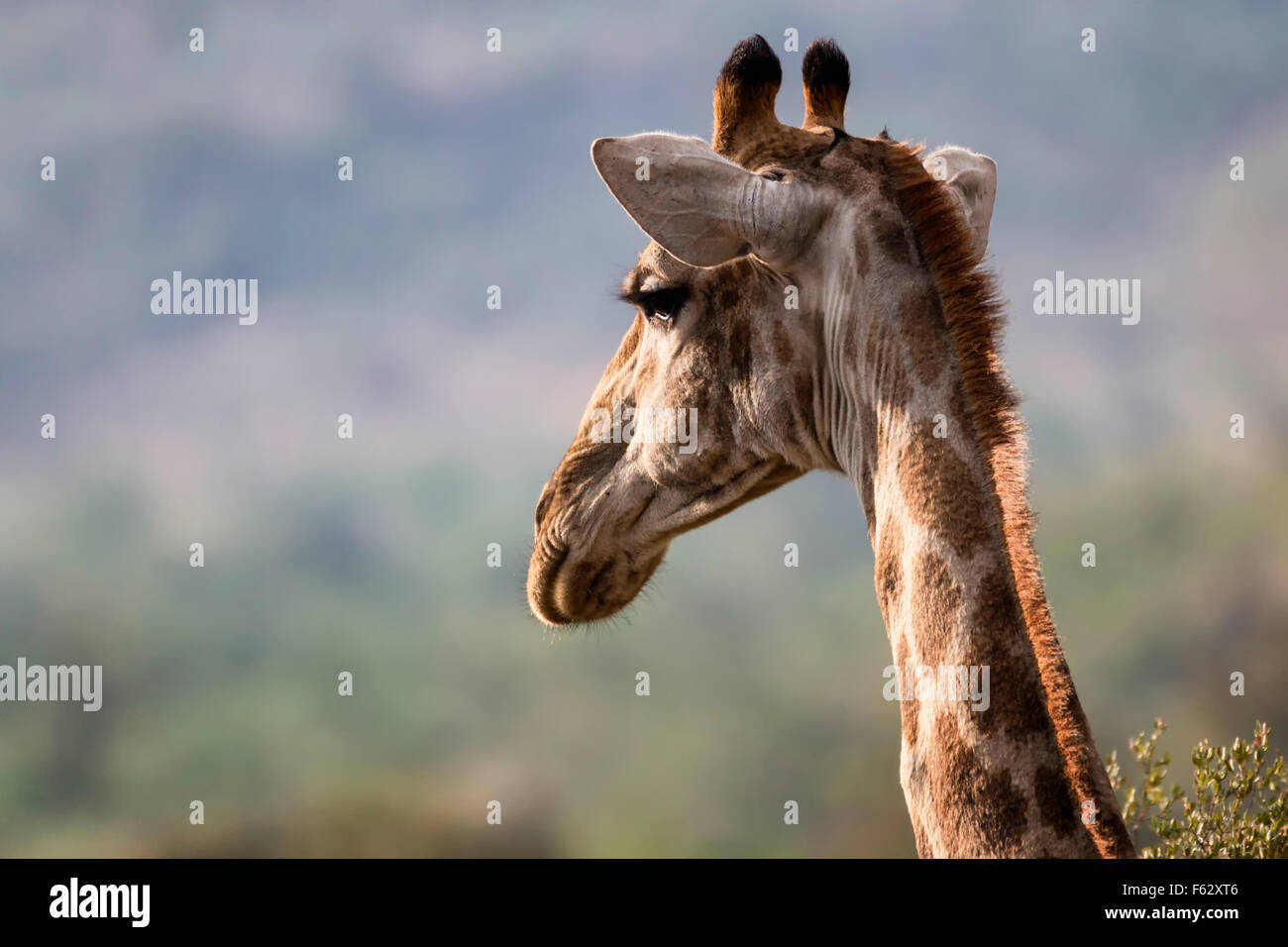 Giraffe portrait hi-res stock photography and images - Alamy