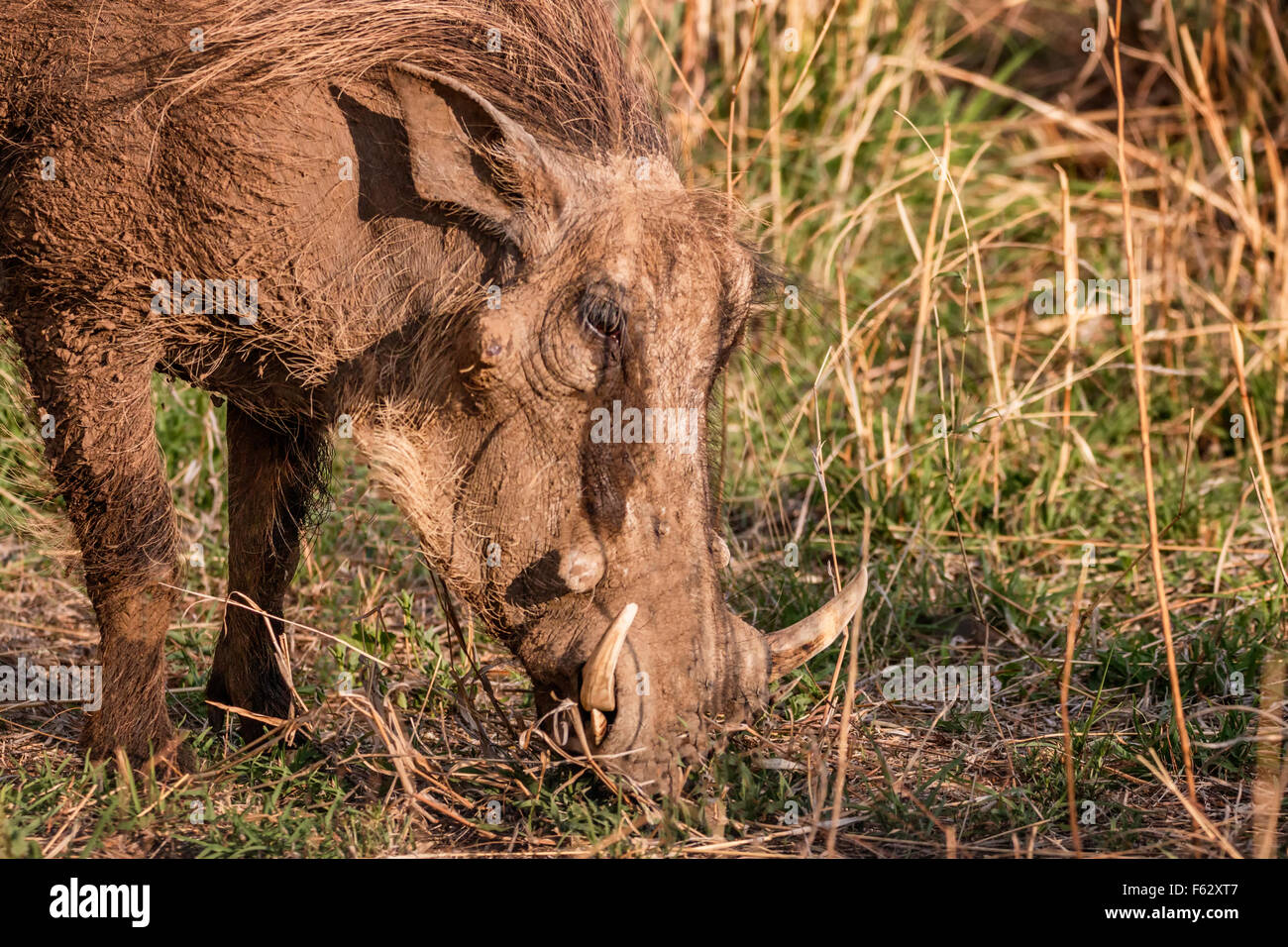 Warthog tusks hi-res stock photography and images - Alamy