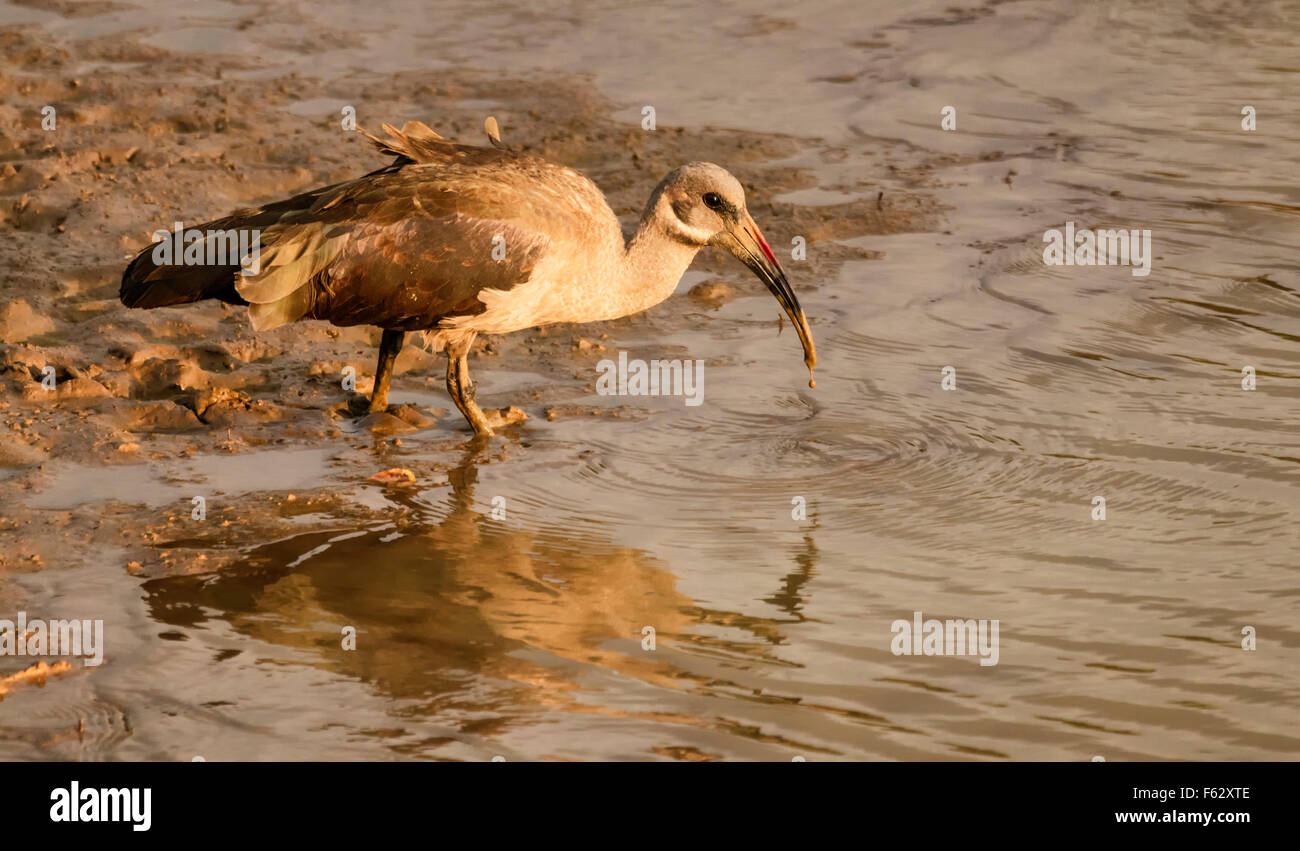 Hadeda ibis hi-res stock photography and images - Alamy