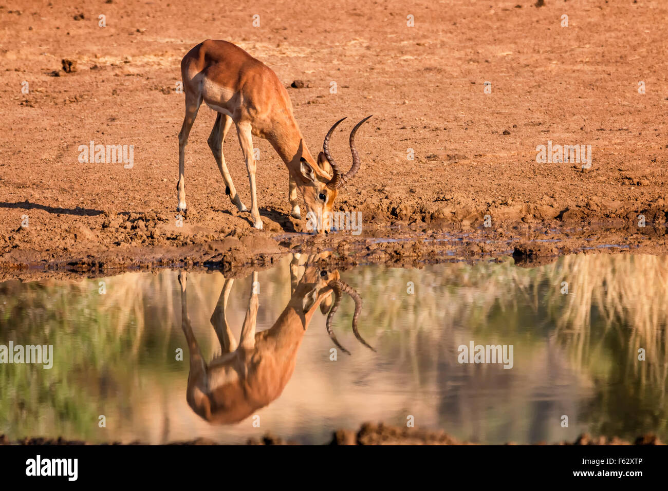 Impala ram drinking Stock Photo - Alamy
