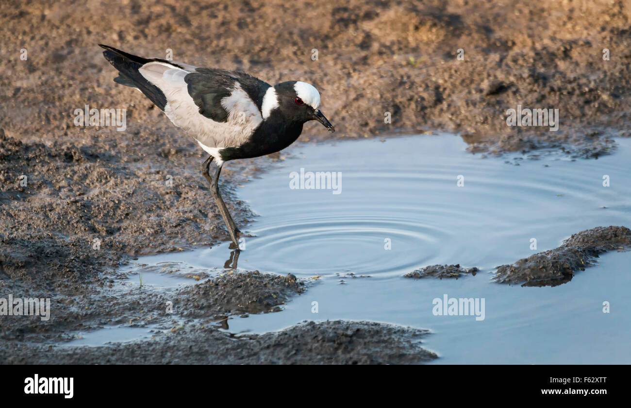 Blacksmith lapwing hi-res stock photography and images - Alamy