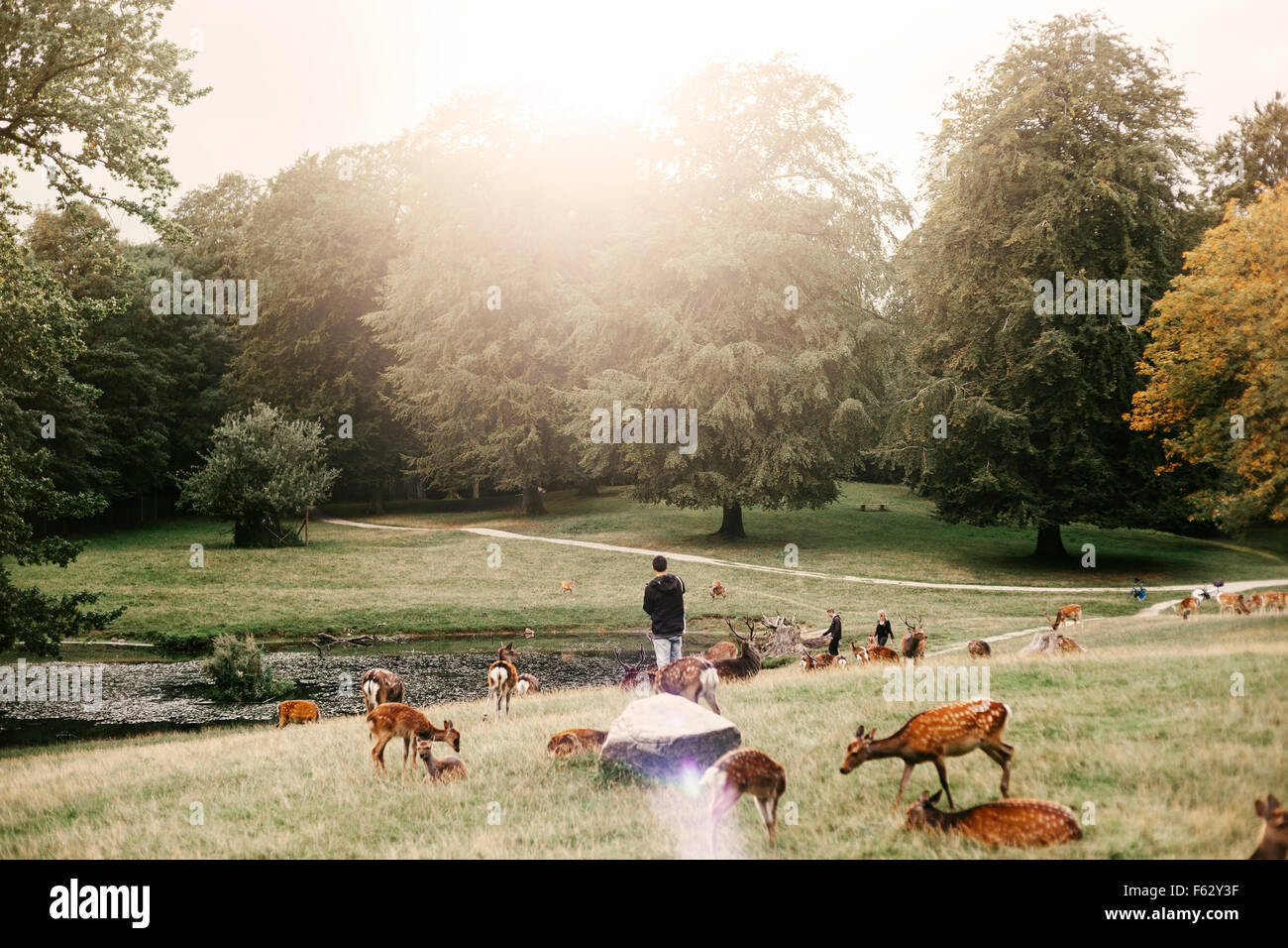 Rear View Of Deer High Resolution Stock Photography and Images - Alamy