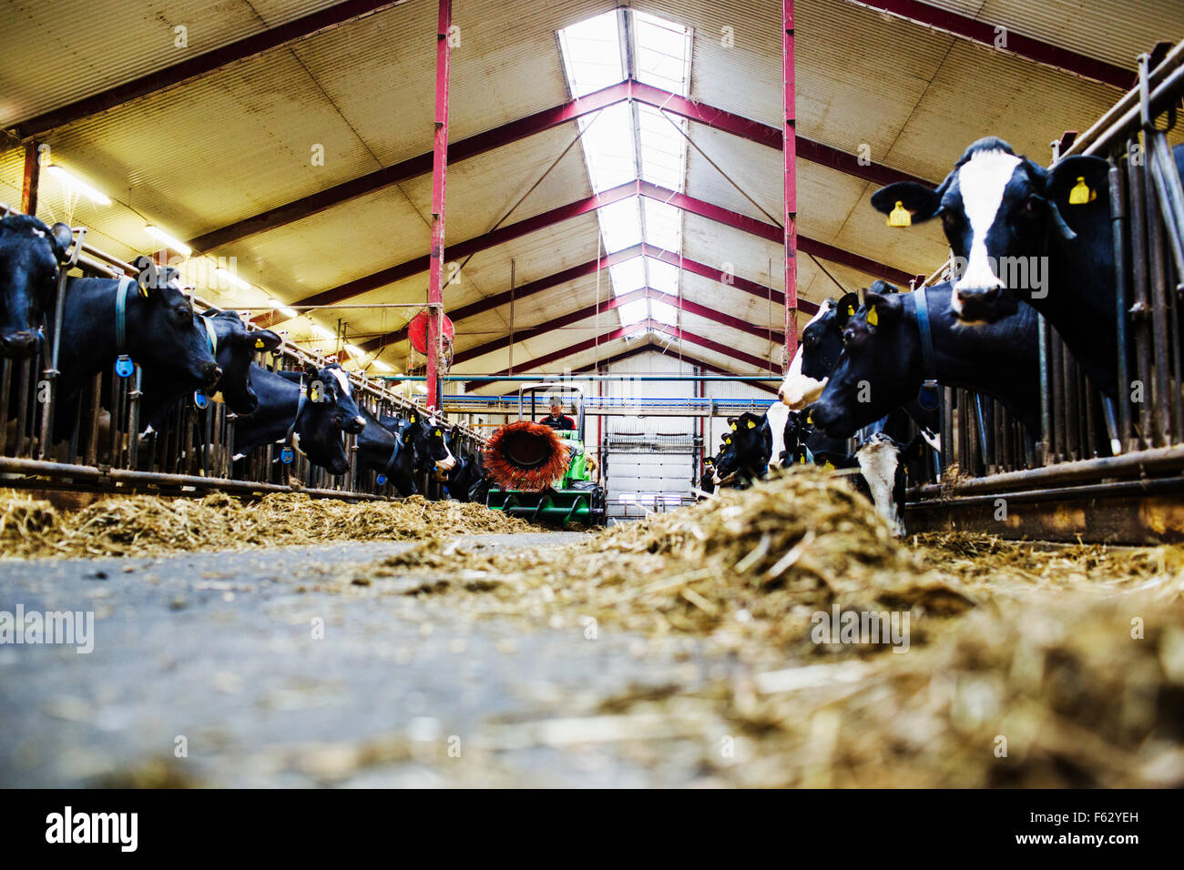 Cows tractor hi-res stock photography and images - Alamy