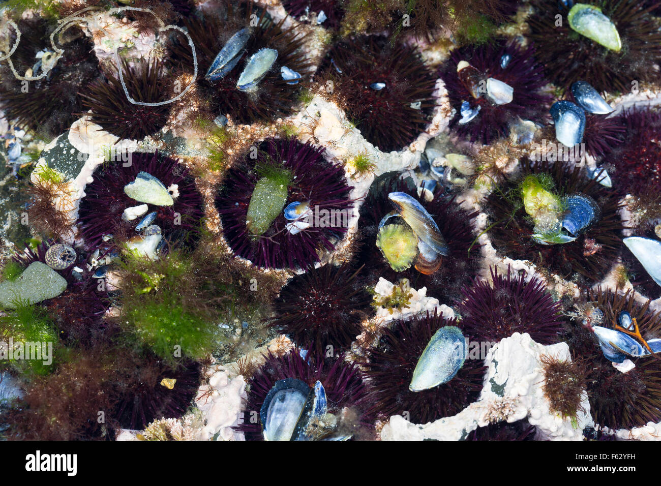 Sea urch hi-res stock photography and images - Alamy