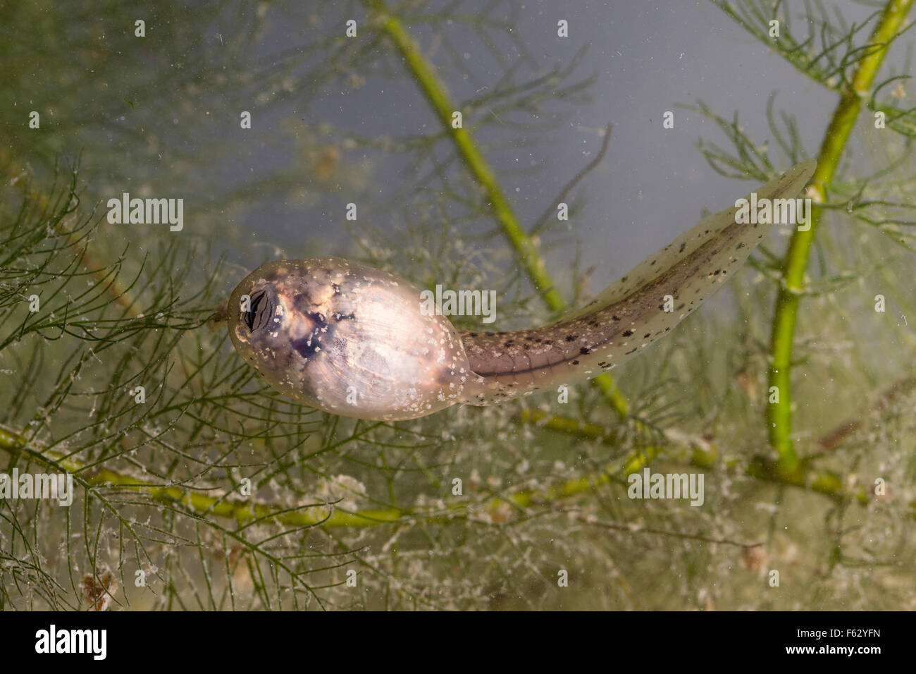 Edible frog tadpoles hi-res stock photography and images - Alamy