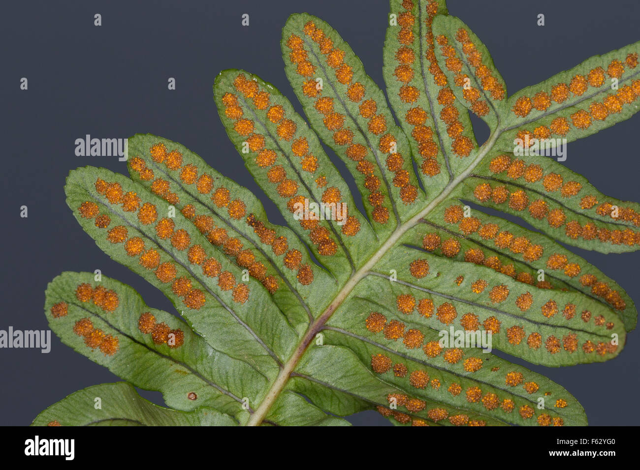 Common polypody, Gewöhnlicher Tüpfelfarn, Engelsüß, Engelsüss, Sori ...