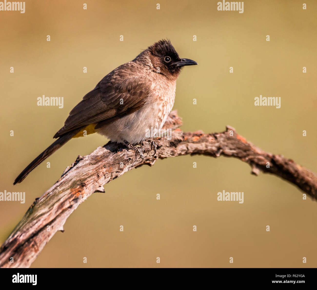 Tiptol High Resolution Stock Photography and Images - Alamy