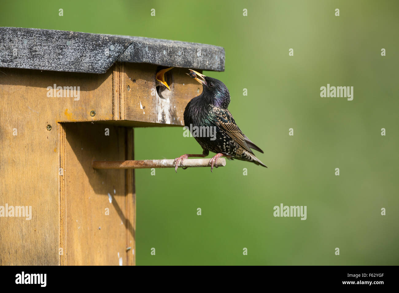 European starling, nesting box, birdhouse, nest box, Star, Nistkasten ...
