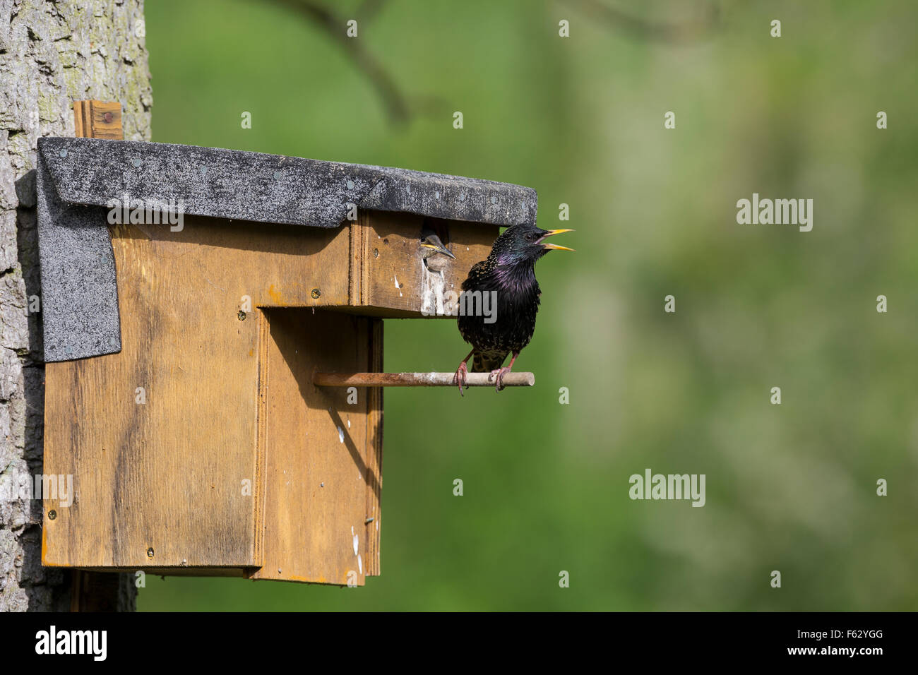 European starling, nesting box, birdhouse, nest box, Star, Nistkasten ...