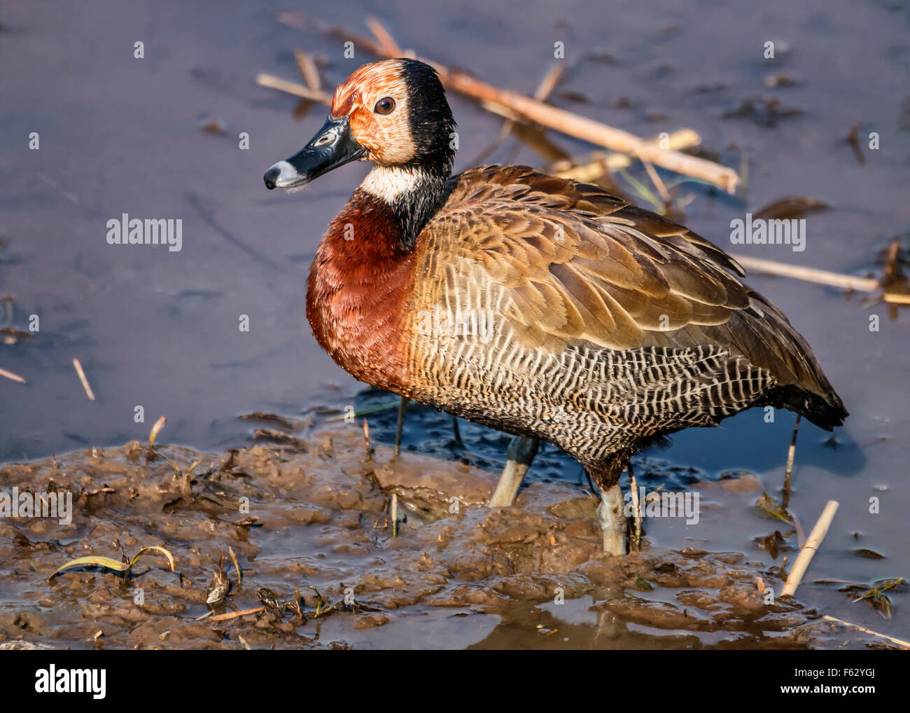 African duck hi-res stock photography and images - Alamy