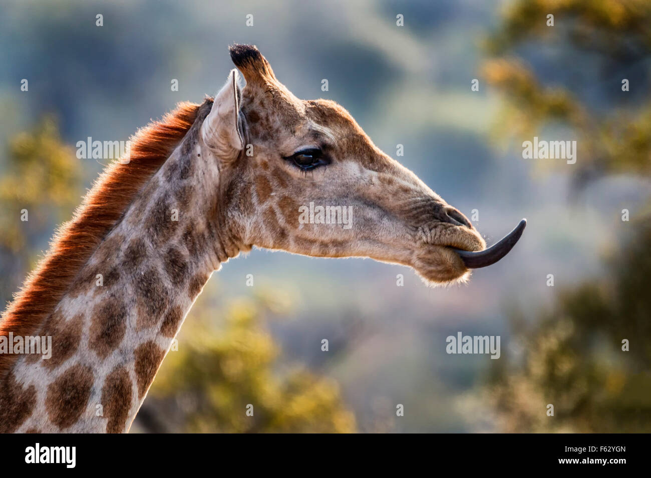 Tong Stock Photos & Tong Stock Images - Alamy