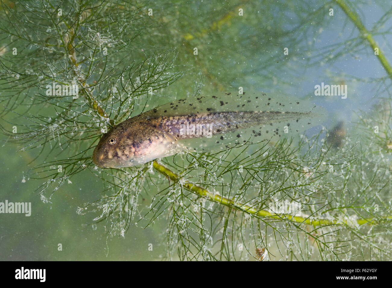 Edible Frog, polliwog, tadpole, Teichfrosch, Grünfrosch, Wasserfrosch ...